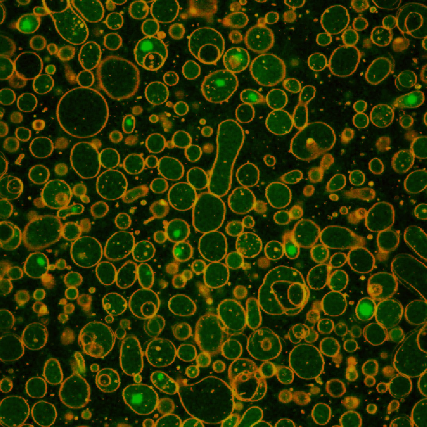 FeaturedImage - BaSyC