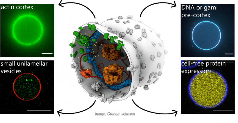A new spin on making minimal cells - BaSyC